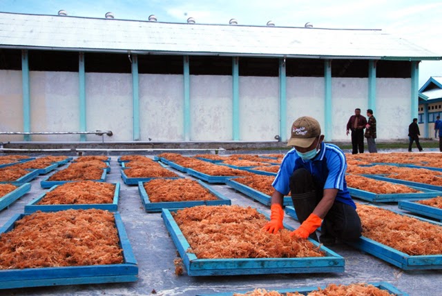 Penyuluhan Perikanan: PEMANFAATAN RUMPUT LAUT UNTUK INDUSTRI