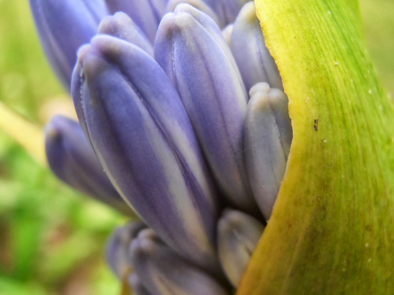 AGAPANTO: Agapanthus africanus | Plantas rioMoros