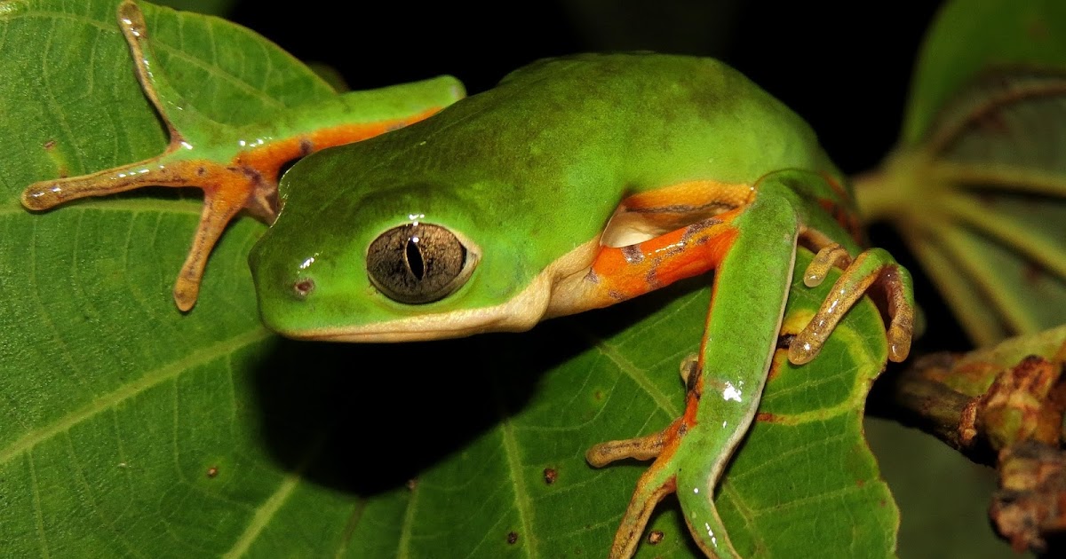 Herpetolife (Inicio): Pithecopus azureus (Cope, 1862)
