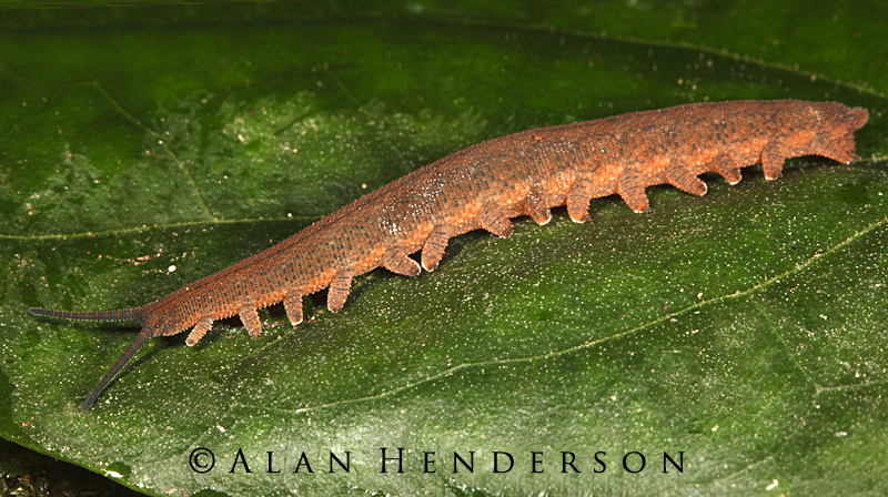 Minibeast Wildlife - Rainforest Encounters: June 2011