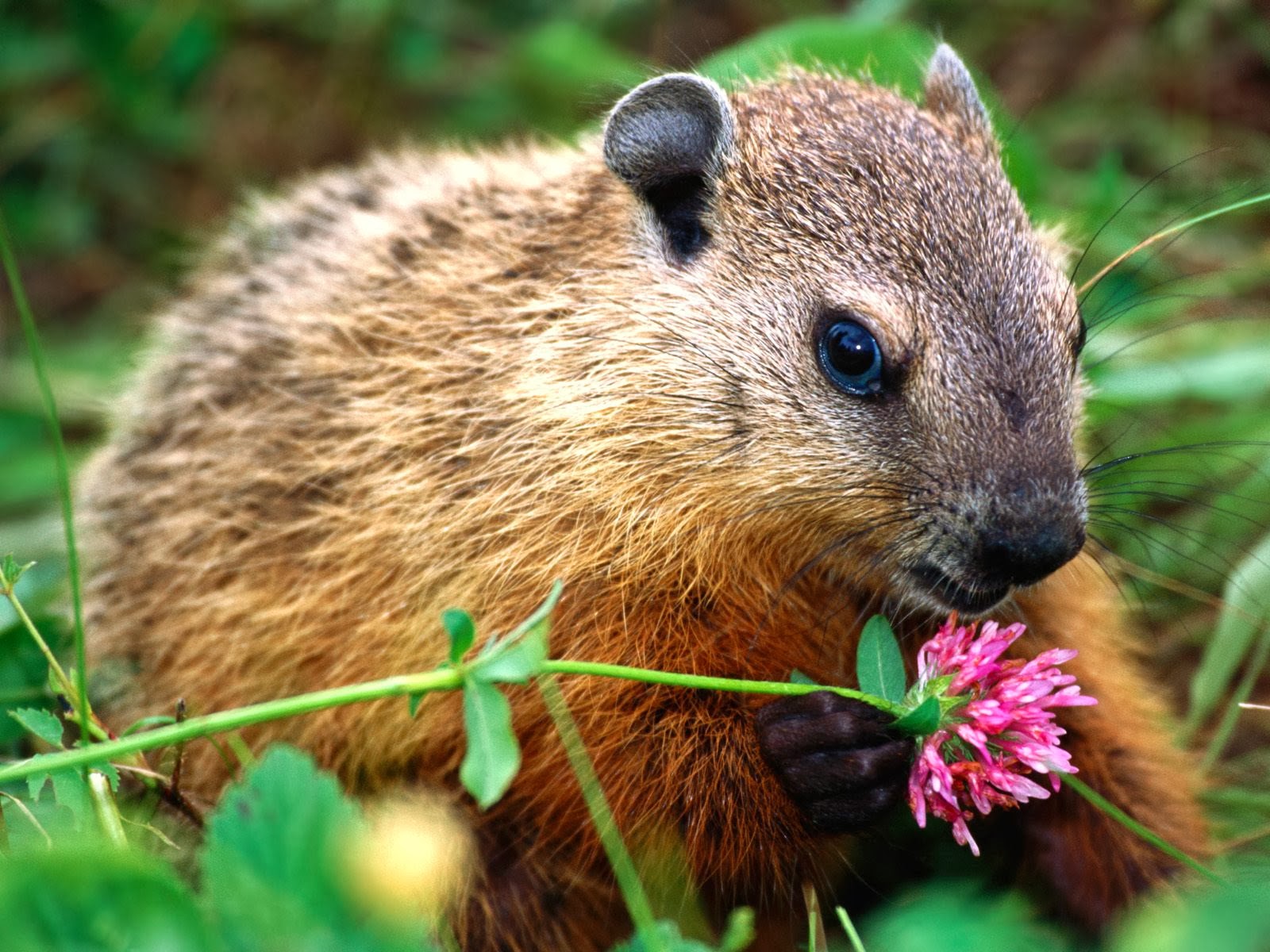 Beautiful Animal Photos: Woodchuck With A Pink Flower Cute Animals Pictures