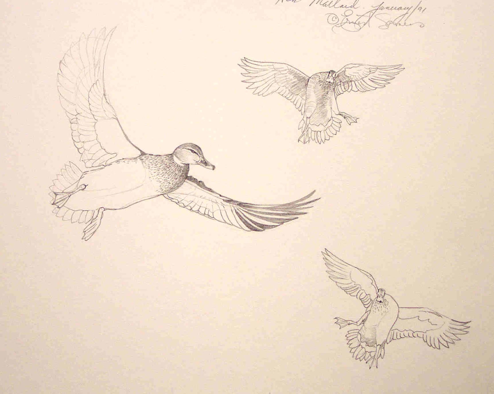 Time Spent Making Art: PAINTING & DRAWING WATERFOWL