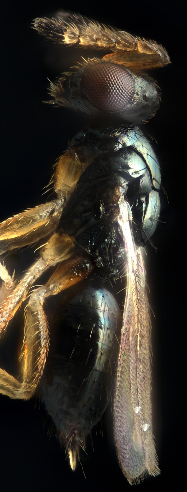 ムシをデザインしたのはダレ？: ヒメコバチ科 Tetrastichus ?howardi ♂