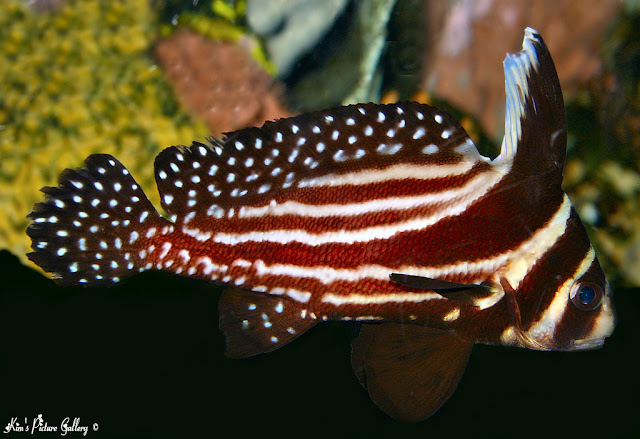 Popular Freshwater Aquarium Fish