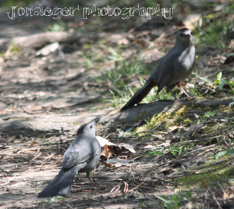 Northern Illinois Birder: Gray Catbird; Late April Migration to ...