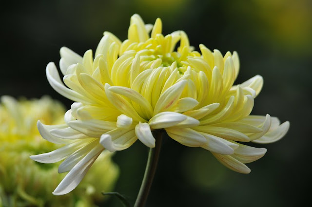 Mengenal Lebih Dekat Dengan Bunga Krisan