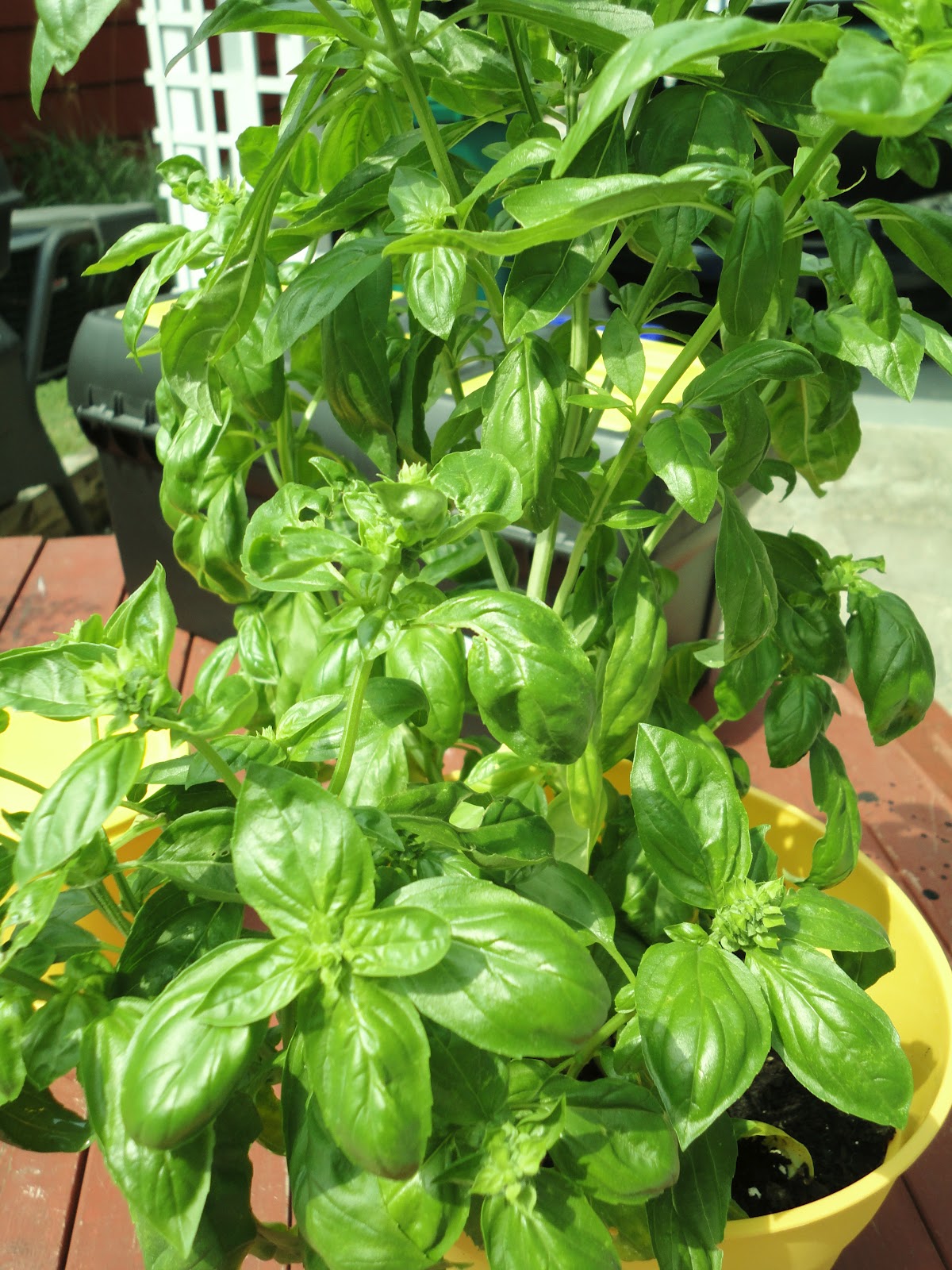 Frugal Foodie Mama: Foodie on a Budget- Basil Balsamic Marinated ...