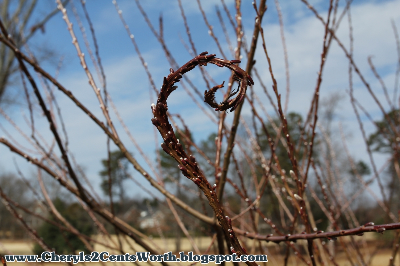 Cheryl's 2 Cents' Worth: Growing Pussy Willows and Curly Willows