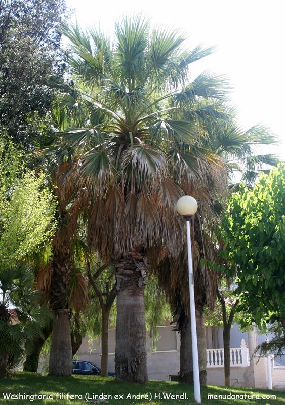 Menuda Natura: Washingtonia filifera (Linden ex André) H.Wendl.