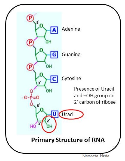 B for Biology: Biomolecules of the Cell - Nucleic Acids (Part 2)