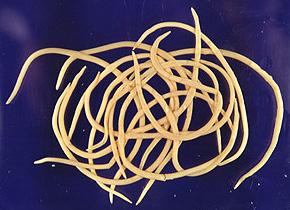 biological helmint: helmint