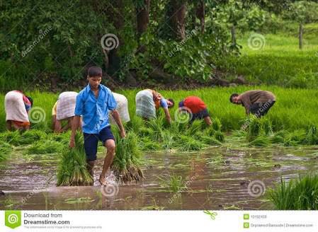 Kokan Safari: Traditional Rice Cultivation in Konkan
