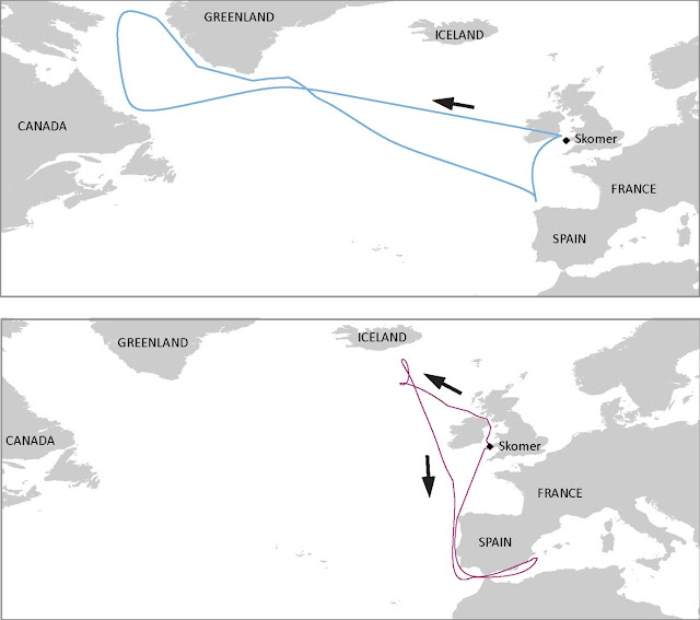 The Skomer Island Blog: The fascinating migration of the Skomer Puffins