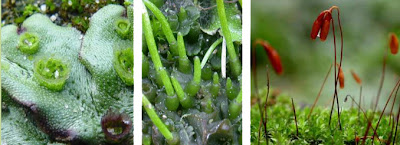 Briófitas - Características gerais | Eu Quero Biologia