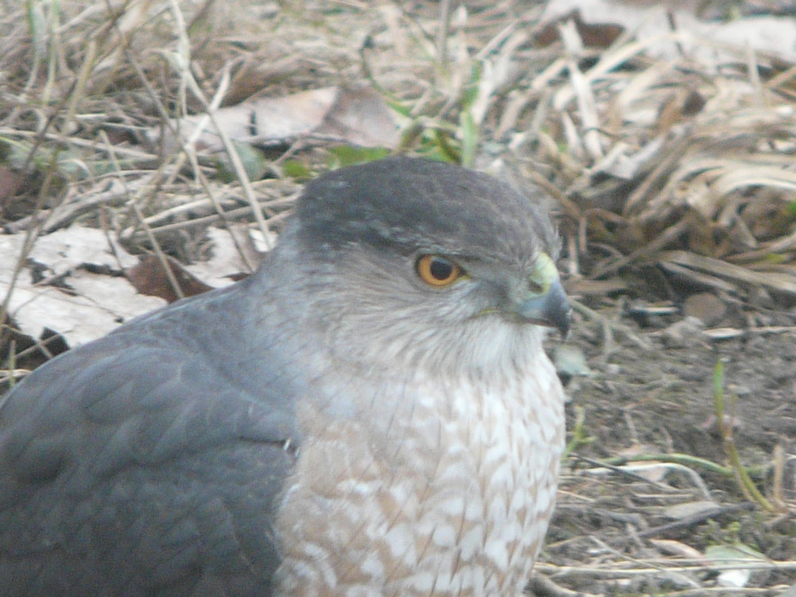 Vermont Birds and Words : Vermont’s Winter Birds – Part One
