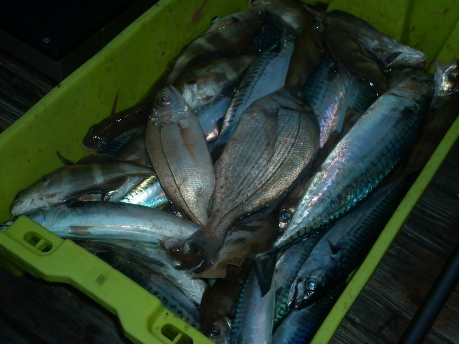 Chasula Pesca- O Grove (Pontevedra): Jornada mixta de pesca, turismo ...