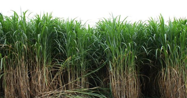 CAPIM ELEFANTE NAPIER (AGROPECUÁRIA)