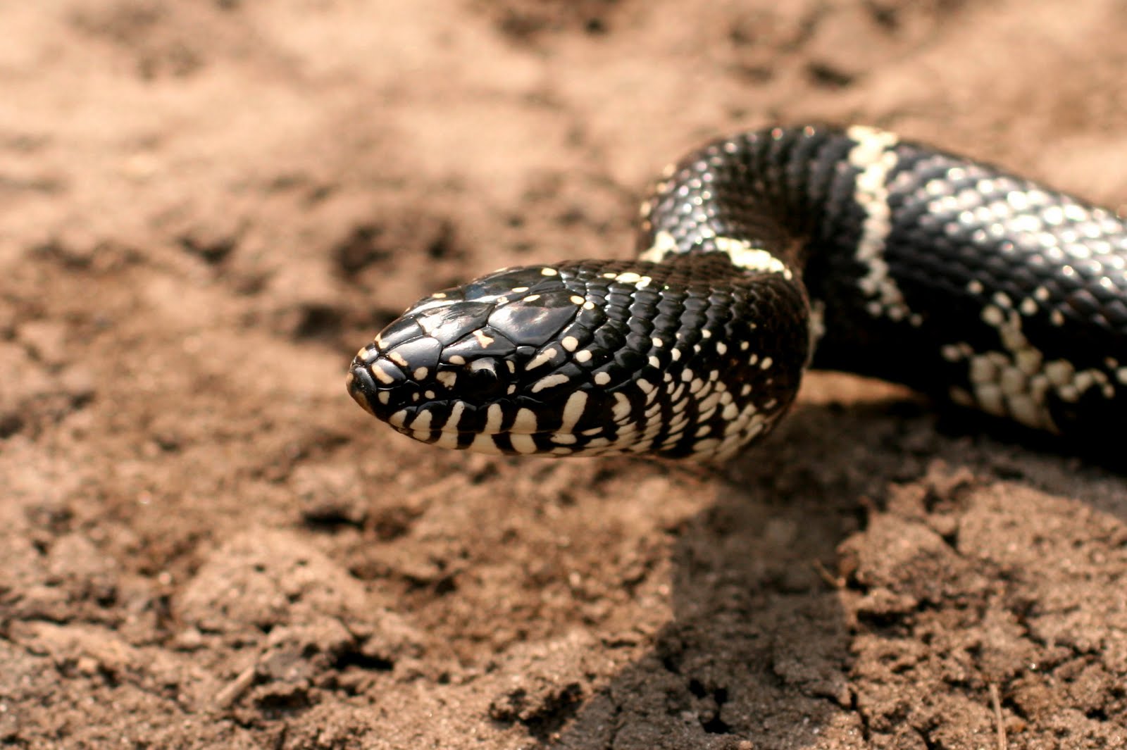The Good, the Bad, & the Outdoors: Creature Feature: Eastern Kingsnake