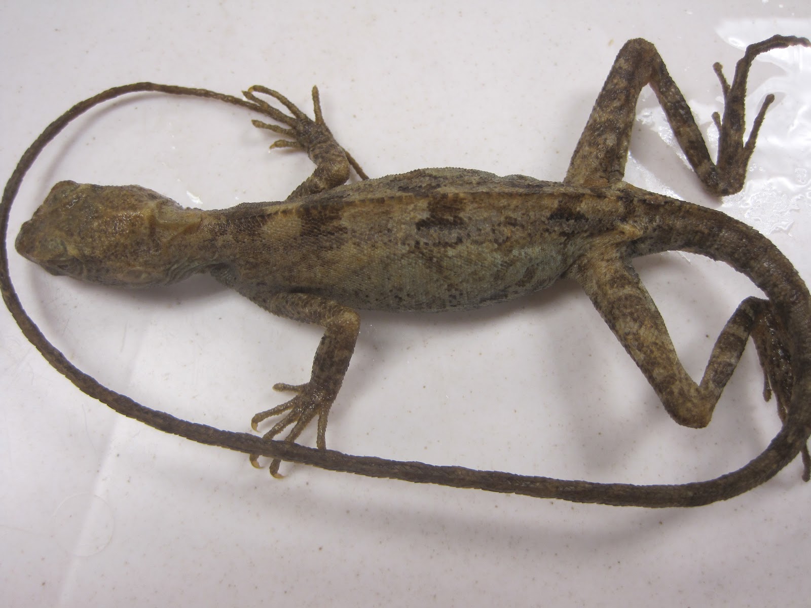 Biology of the Reptilia: Lab 5: Lepidosauria Part 1: Sphenodontida and ...