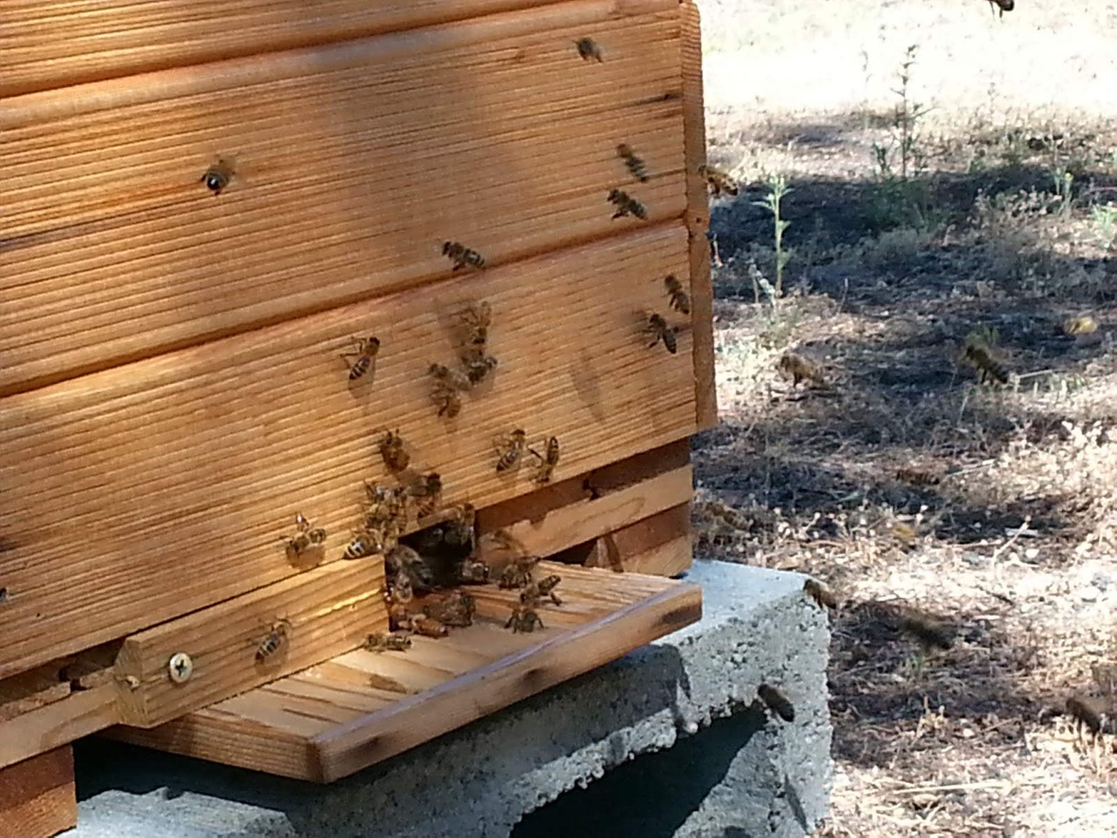 GrandmaB's Notes: June 5 sighting of new bees at Bend, OR hive