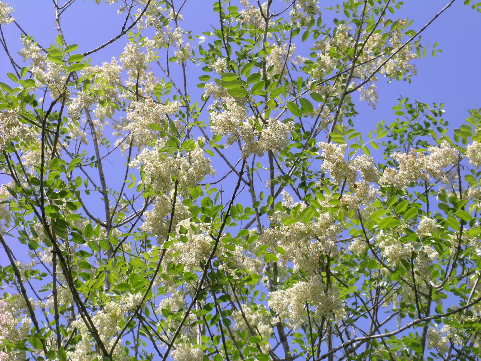 Berkeley Butterfly Blog: Fraxinum dipetala--Foothill Ash