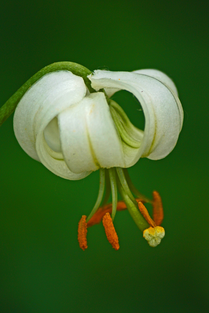 School Of Digital Photography: Advanced Flower Photography Tips