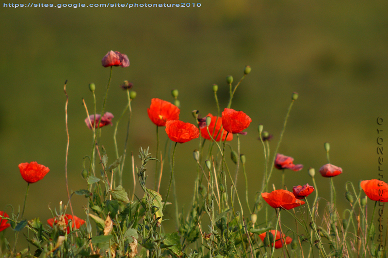 photonature2010: Maci în lanul de grâu