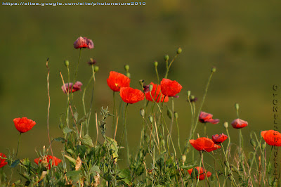 photonature2010: Maci în lanul de grâu