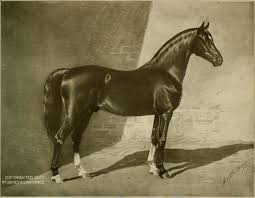 About the original Arabian horse - here and there