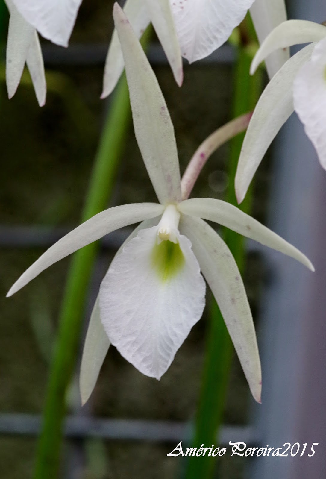 Orquídeas soltas: Brassavola flagellaris