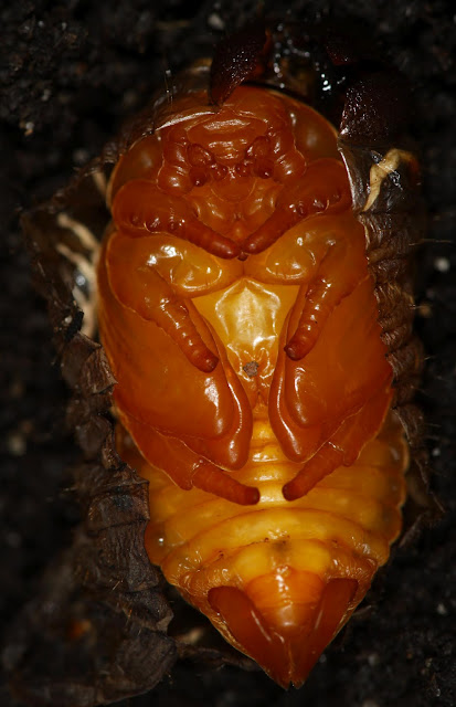 All of Nature: June Beetle Pupae