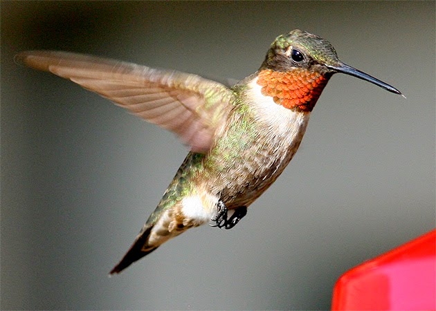 The Test Blog for Blogger and Gadgets: The Hitchiti Tribe Georgia