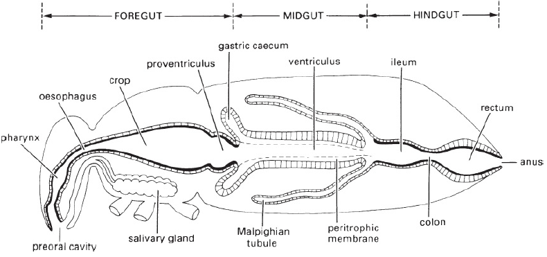 El sistema digestivo de los insectos