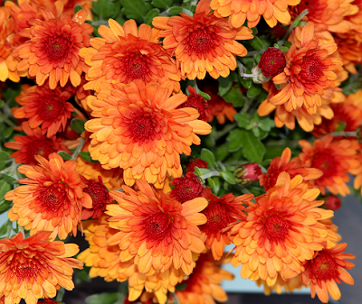 FALL ARRANGEMENTS USING GARDEN MUMS - Sowing the Seeds