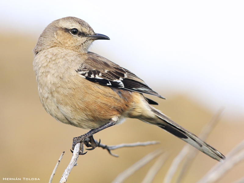 Aves de Argentina: Calandria mora (Mimus patagonicus)