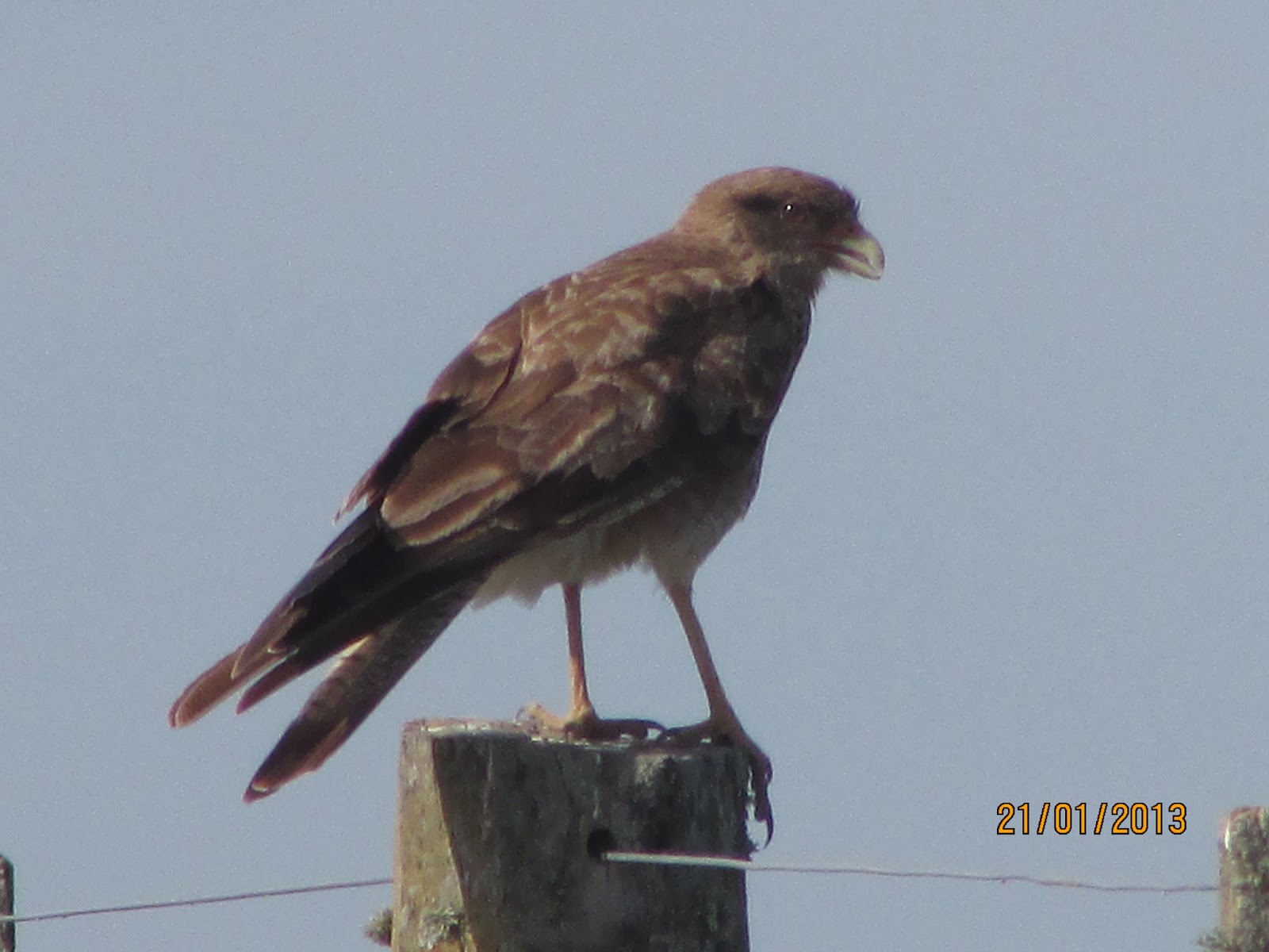 Argentina nativa: Chimango (Milvago chimango)