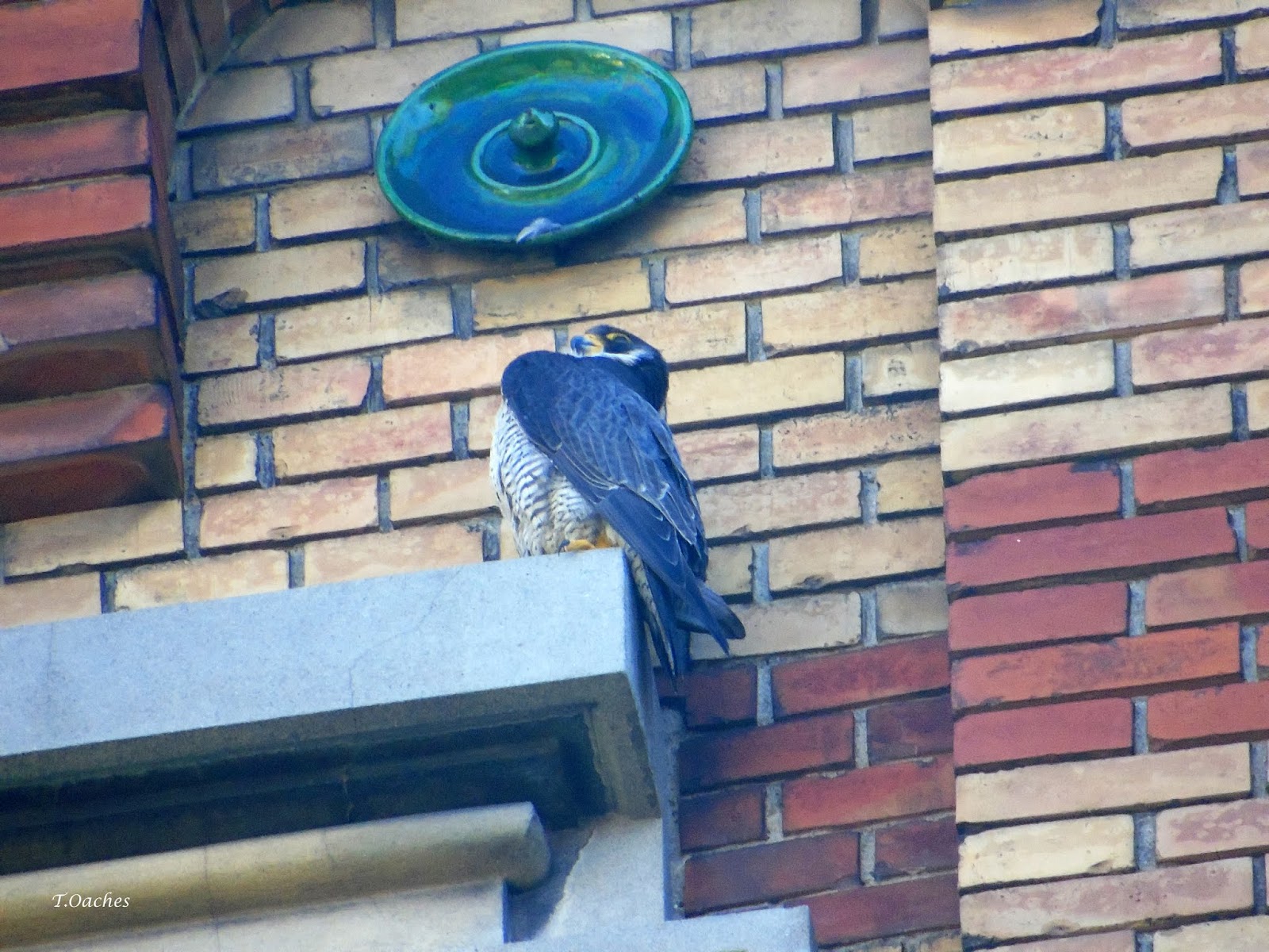 PASARI DIN ROMANIA: SOIM CALATOR, Falco peregrinus