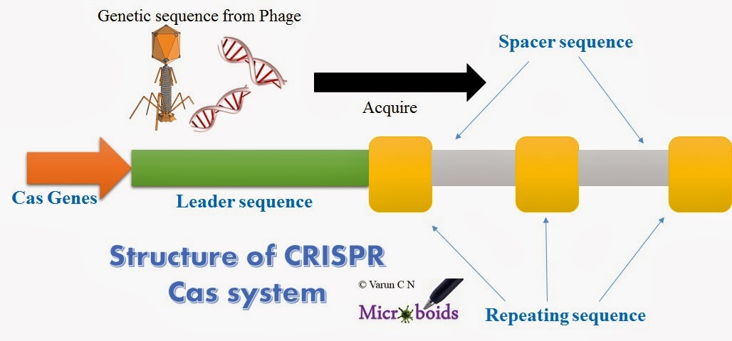 Clustered Regularly Interspaced Short Palindromic Repeats- CRISPR