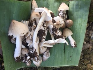 Jejak Termemori: ANGIN BARAT DAN JAMUR LIAR