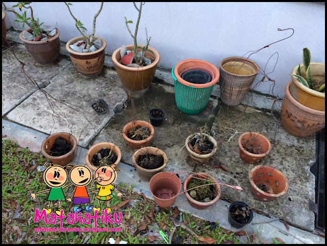 ~ Blog Diari Famili Kami ~: Pasu Bunga