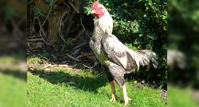 e-ornithes: Shamo (Σάμο)