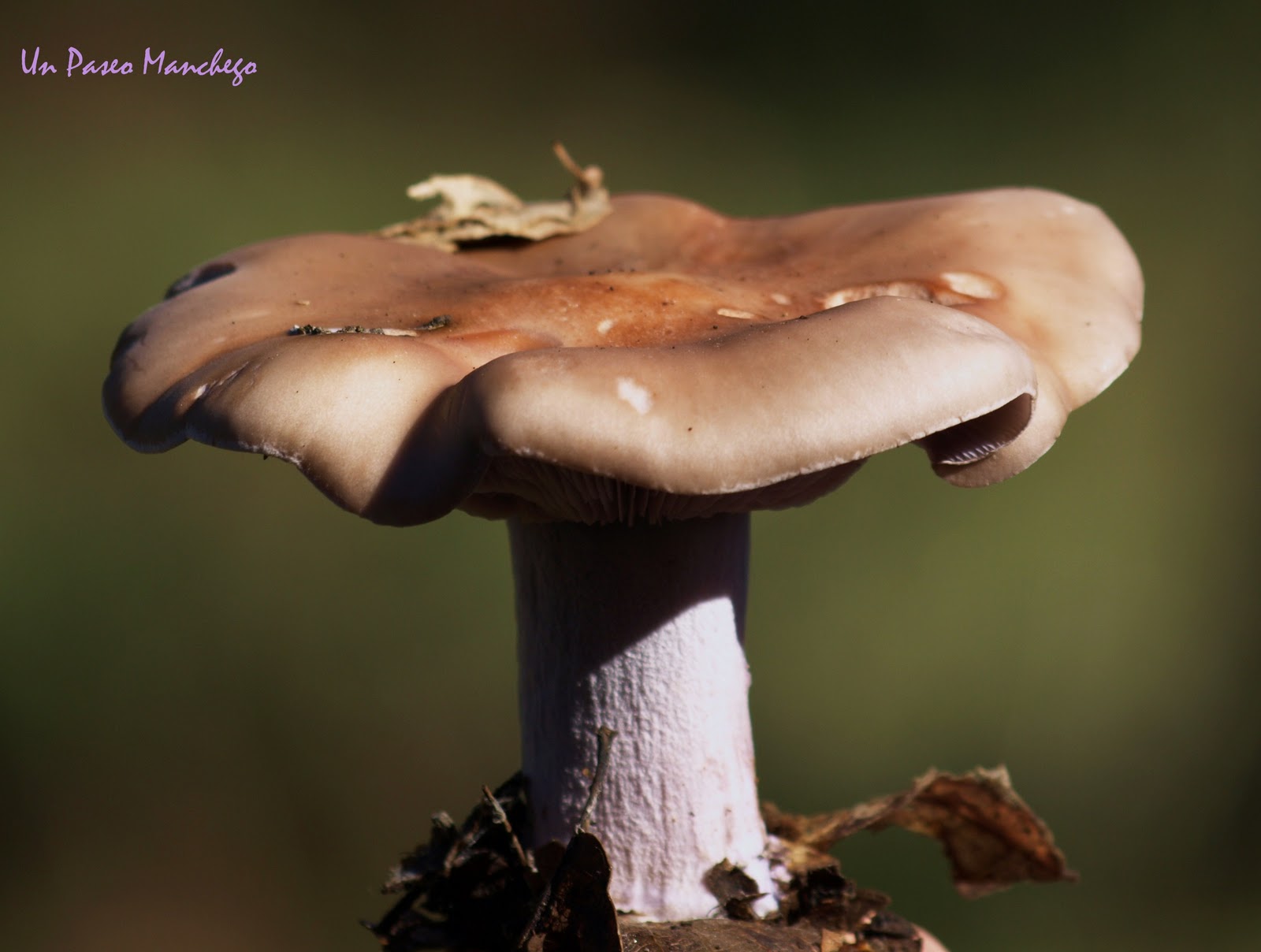 Un Paseo Manchego: Seta Pie Azul; lepista nuda.