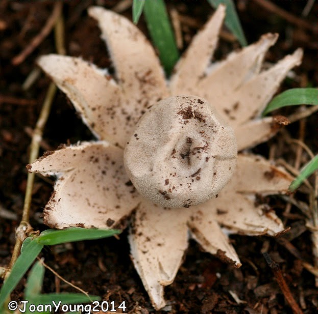 South African Photographs: Earth Star mushroom ( Geastrum)
