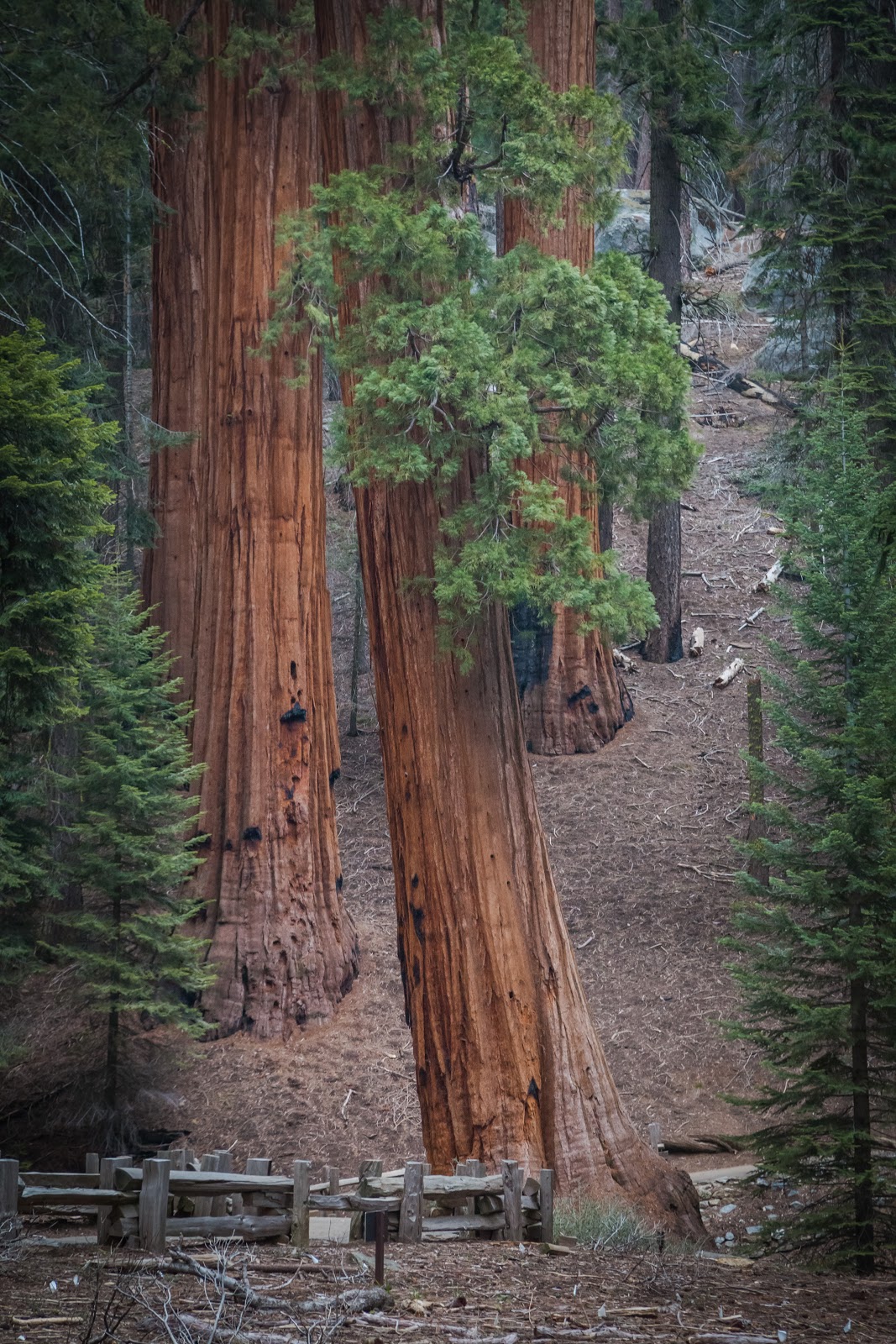 Giant Trees in Sequoia National Park - Explore the World with Simon Sulyma