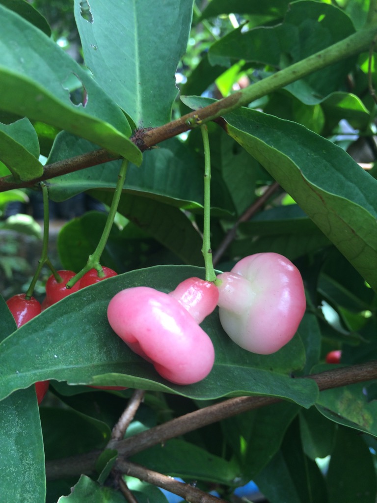 Manfaat Daun Jambu Kancing:Nyambu (Bali) ~ Cintapohonku