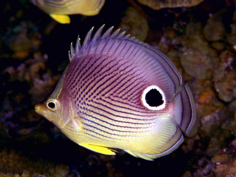 FULL WALLPAPER: Beautiful Fishes Pictures