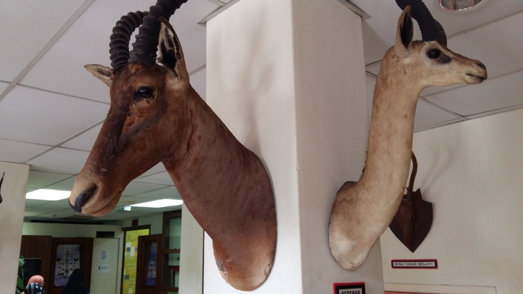 TRAVELOG: MUZIUM NEGERI KEDAH : PAMERAN ARTIFAK RASULULLAH S.A.W DAN ...