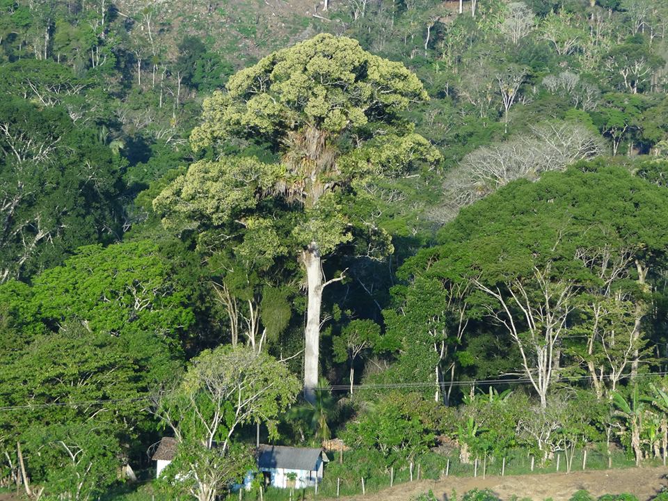 Acorda Meu Povo: Qual É o Maior Jequitibá da Cabruca no Sul da Bahia?