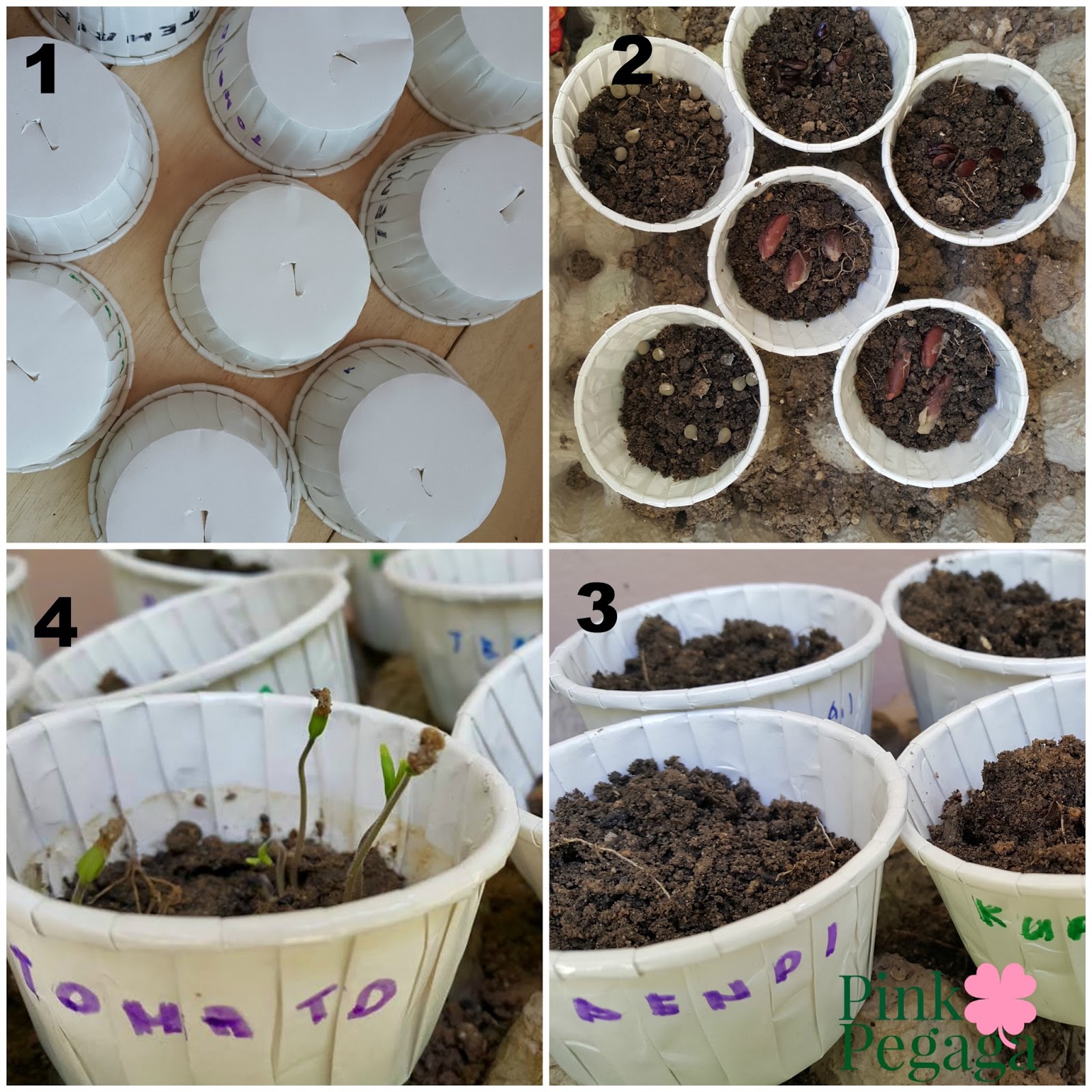 Cara Semai Biji Benih - Pink Pegaga