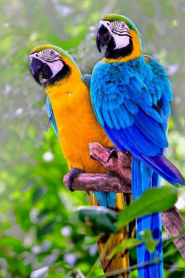 Beautiful Parrots
